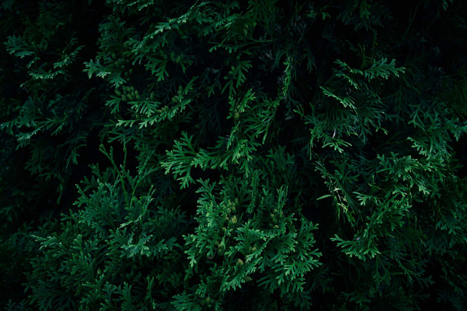 Jak vytvořit živý plot na zahradě: Nejlepší keře a praktické rady pro ...